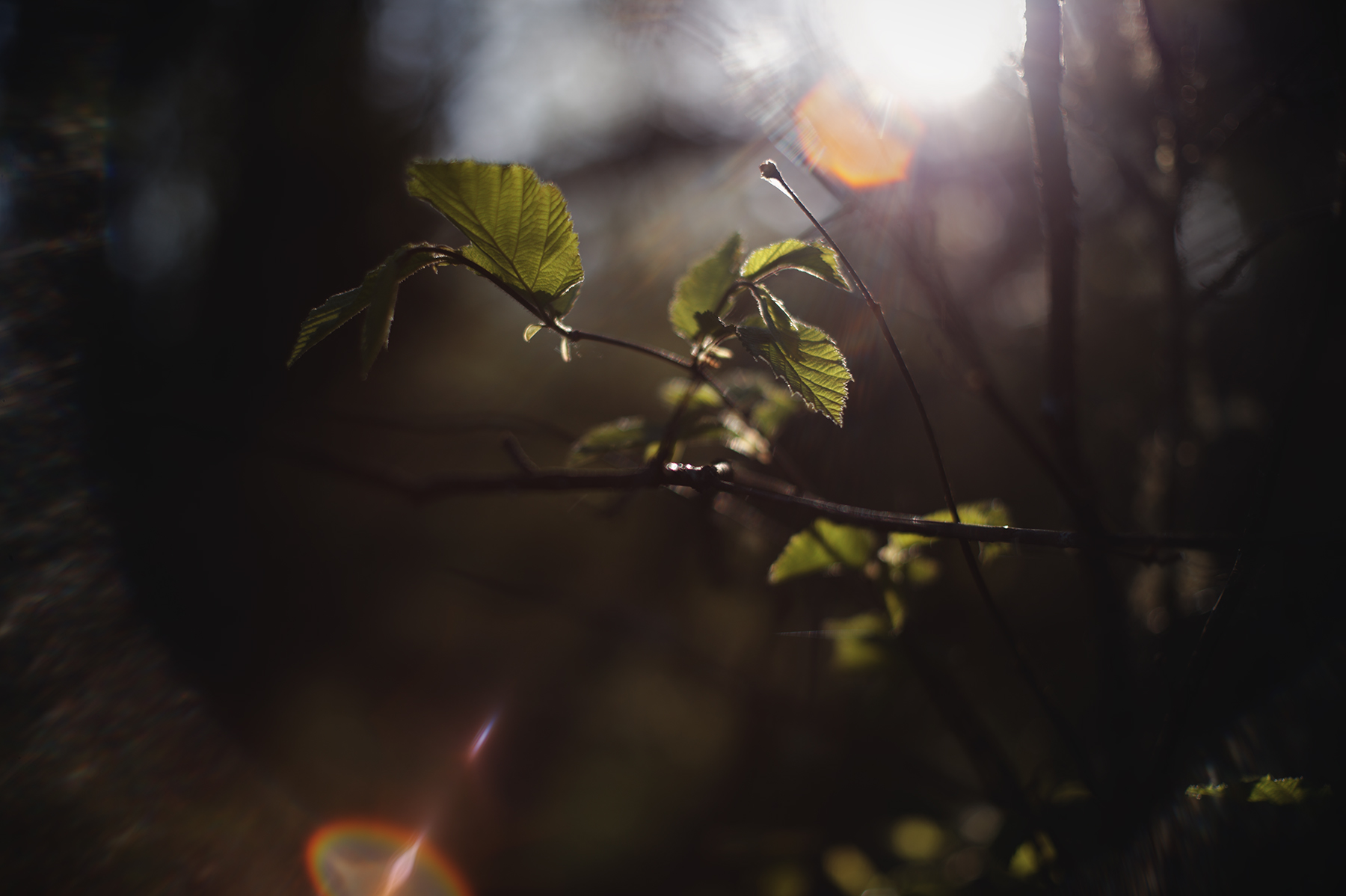 Ani Trone Photography - Vive la Vida de tus Sueños!