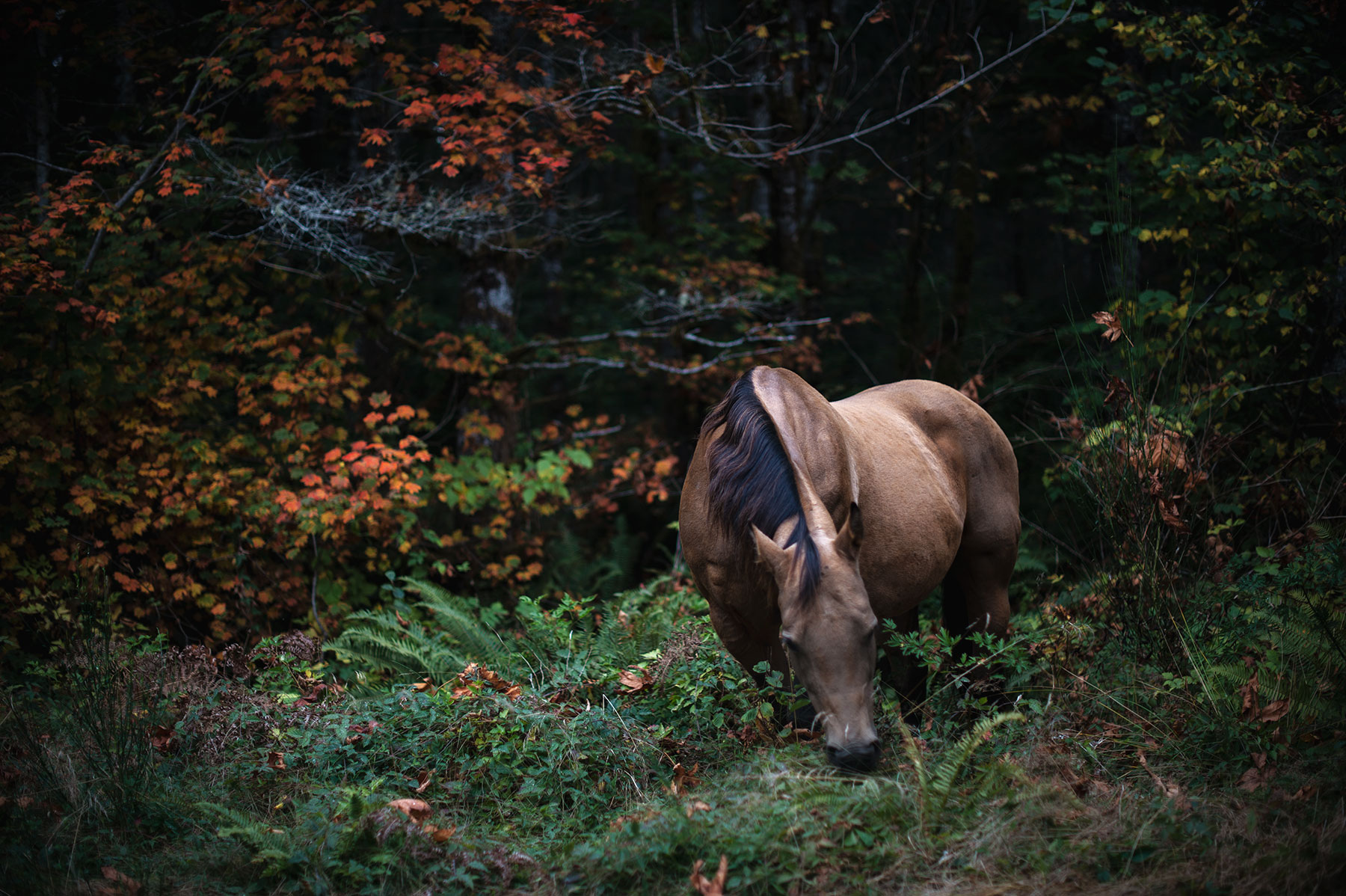 Ani Trone Photography - Vive la Vida de tus Sueños!